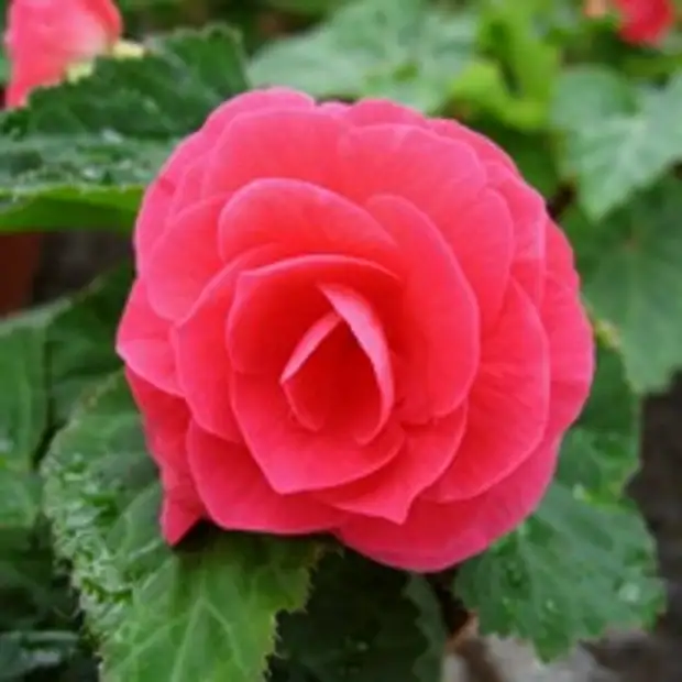 Tuberous begonia