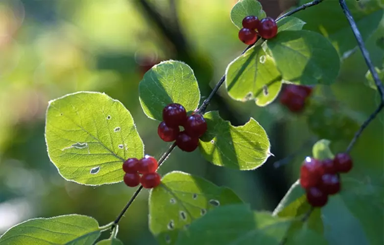 Berries mwitu ili kuepuka kugusa