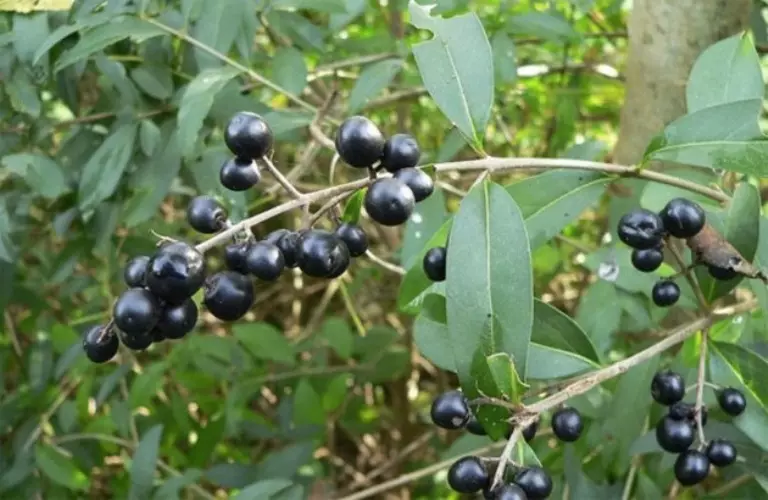 berries na daji don guje wa taɓawa