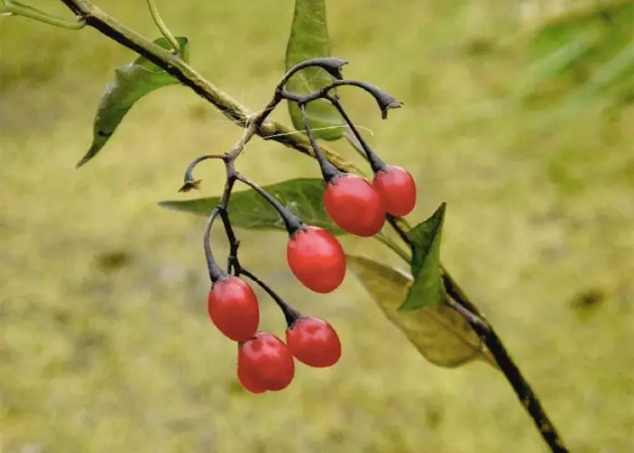 Berries mwitu ili kuepuka kugusa