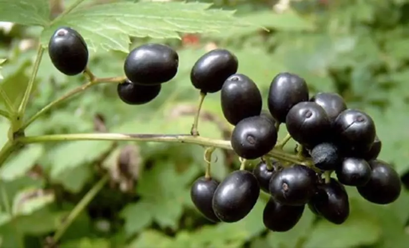 berries na daji don guje wa taɓawa