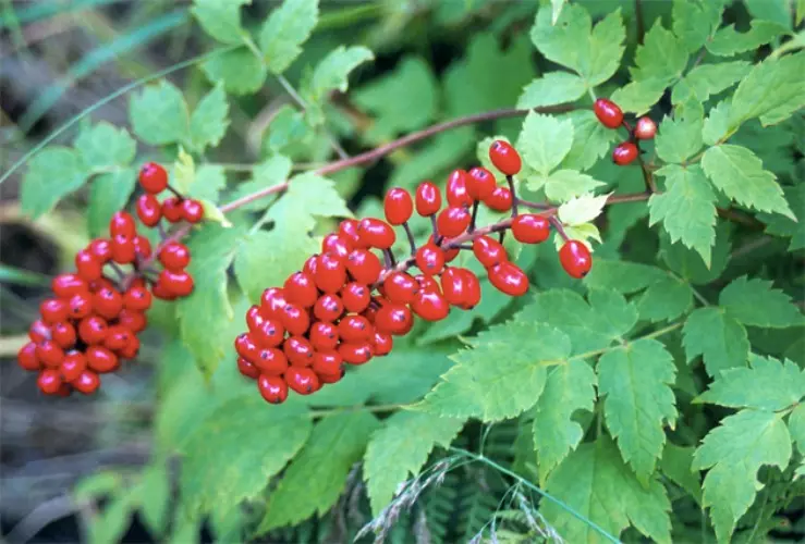 berries na daji don guje wa taɓawa