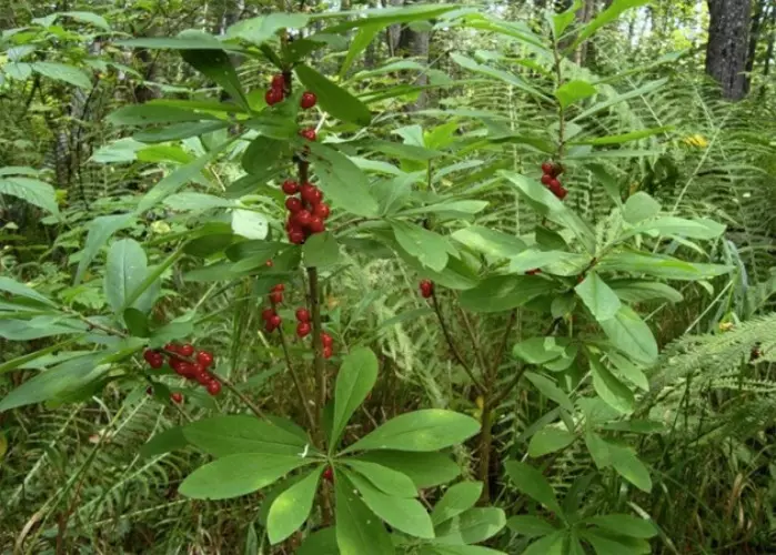 berries na daji don guje wa taɓawa