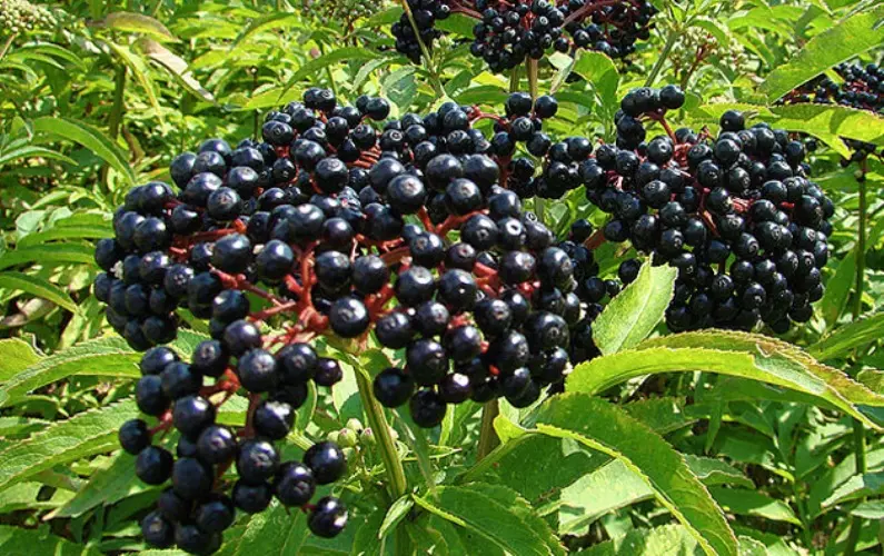 Berries mwitu ili kuepuka kugusa