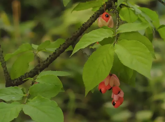 berries na daji don guje wa taɓawa