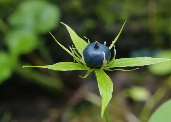 Berries mwitu ili kuepuka kugusa