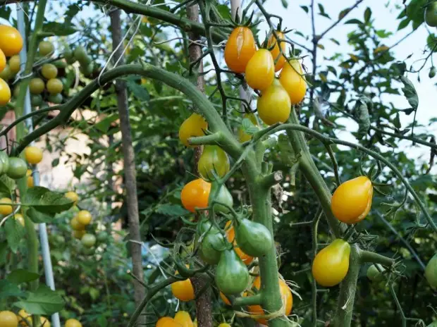 Rating sa mga lahi ug hybrids sa cherry tomatoes nga akong gipatubo 77507_7