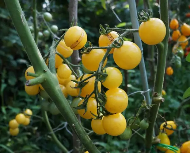 Hodnotenie odrôd a hybridov cherry paradajok, ktoré som pestoval 77507_9