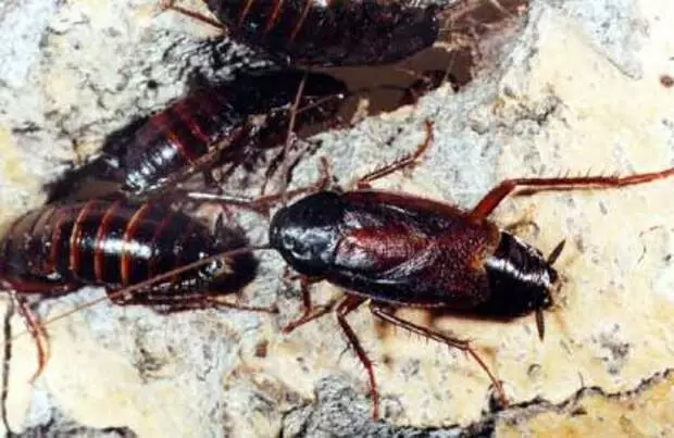 Hvorfor forsvinner kakerlakker?