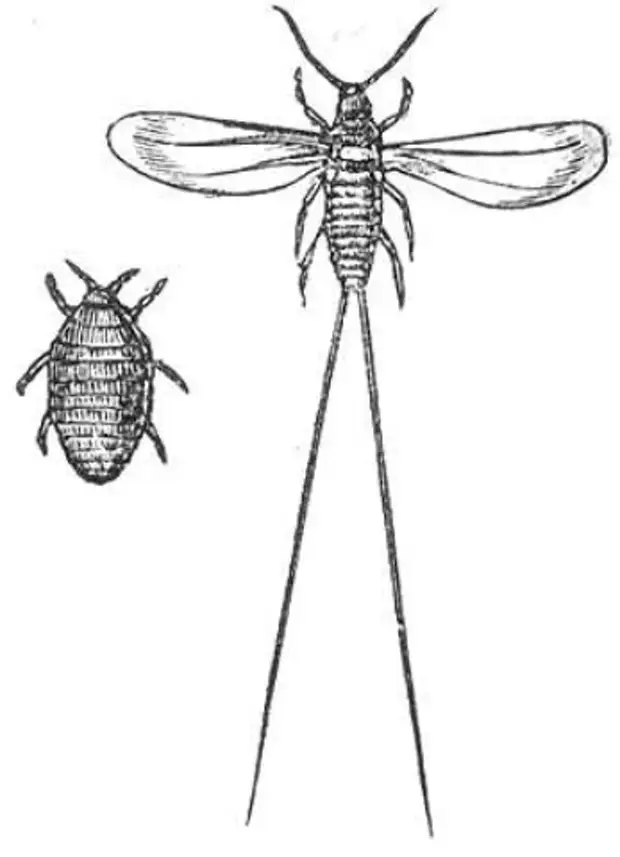 cochenille_zeechnen