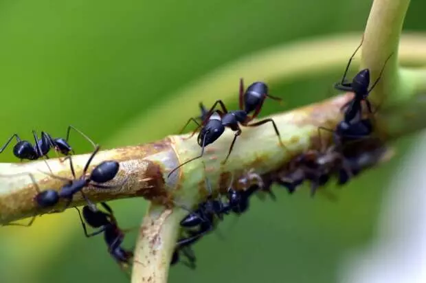 Tiere gegen Epidemien. Wie Ameisen gegen Pilze und Spatzen gegen Malaria kämpfen