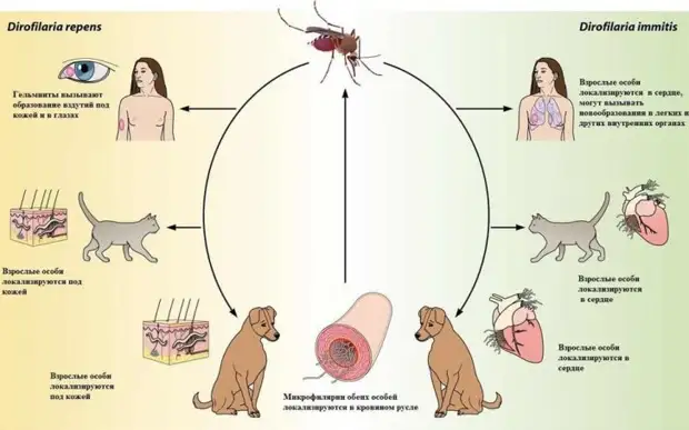 Dirofilariasis insanlarda nasıl kendini gösterir?