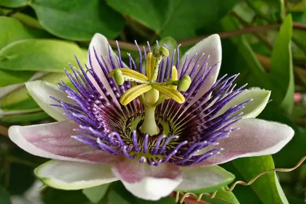 Passion flower - ดอกไม้แห่งความหลงใหลหรือความสงบสุข?