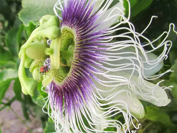 Passion flower - ดอกไม้แห่งความหลงใหลหรือความสงบสุข?