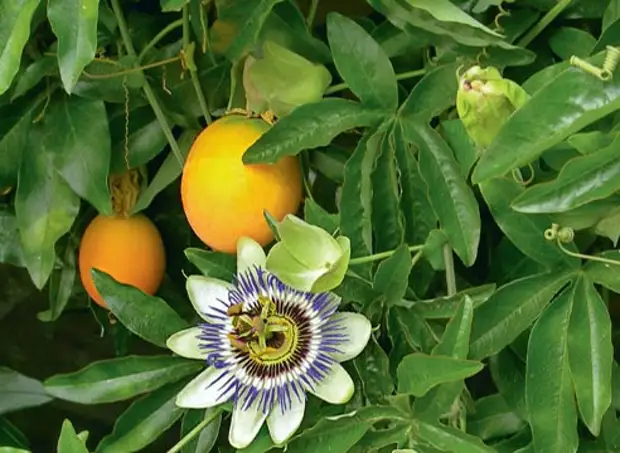 Passion flower - ดอกไม้แห่งความหลงใหลหรือความสงบสุข?