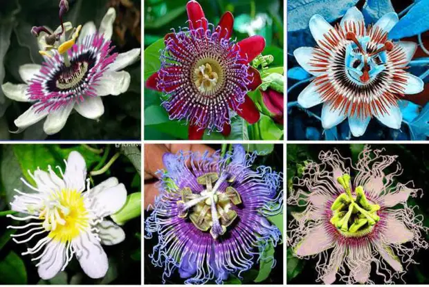 Passion flower - ดอกไม้แห่งความหลงใหลหรือความสงบสุข?