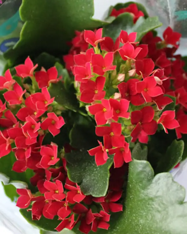 Kalanchoe-dlya-detskoj