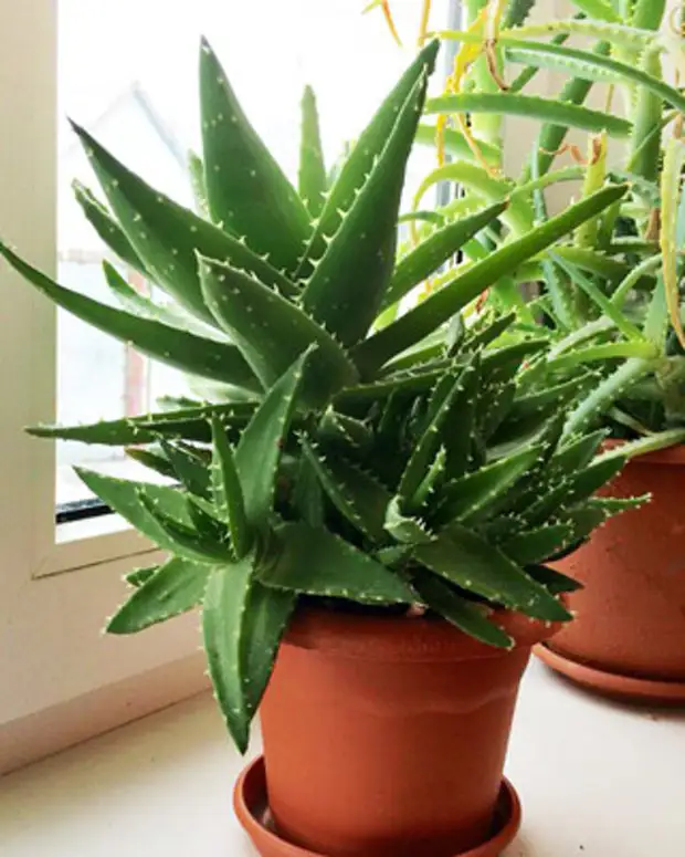 scarlatto, aloe