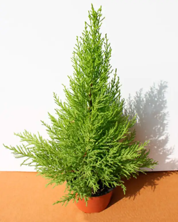 cupressus - dlya-detskoj