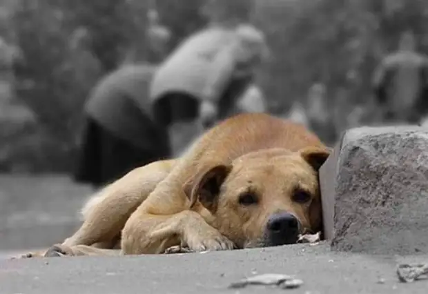 Para um animal descartado na Itália, eles dão uma multa de 10.000 euros ou 12 meses de prisão