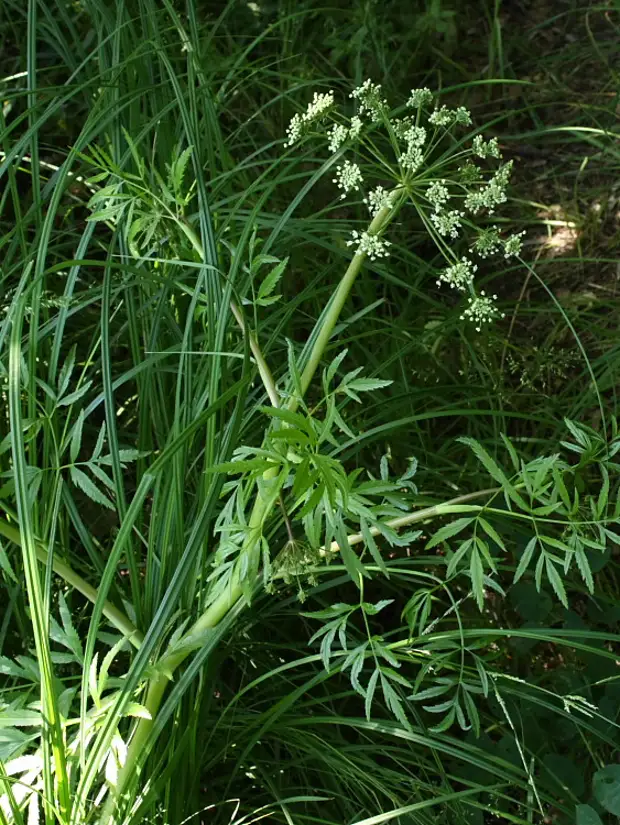 ソクラテスを毒殺した植物