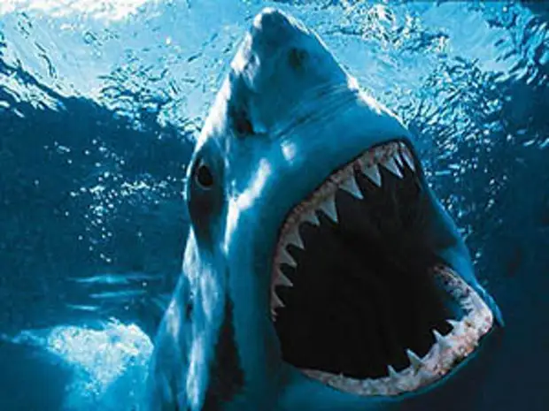 Пхото. бела ајкула