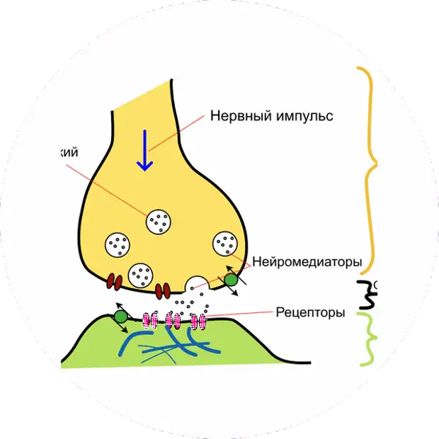 Bithcheimic alcólacht