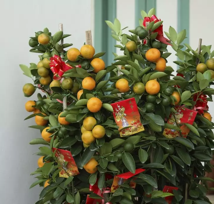 15+ ka nasod diin ang mga Christmas tree giadornohan nga lahi sa atoa