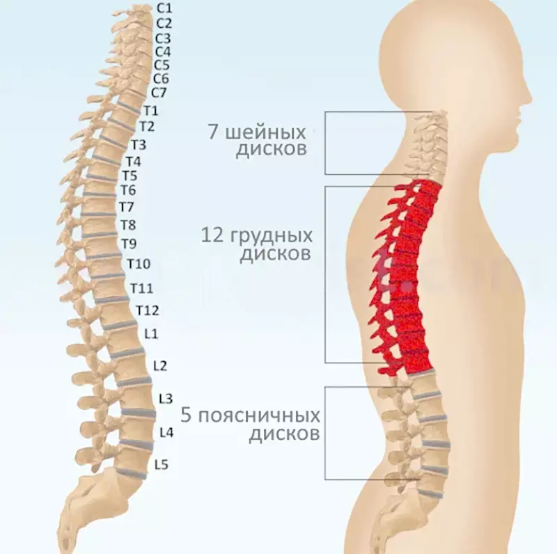Diagnòstic de la columna vertebral: el mal d'esquena indicarà problemes d'òrgans