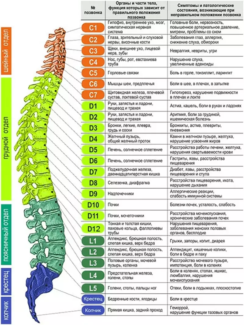 Дијагностика на 'рбетот: болките во грбот ќе укажат на проблеми со органите