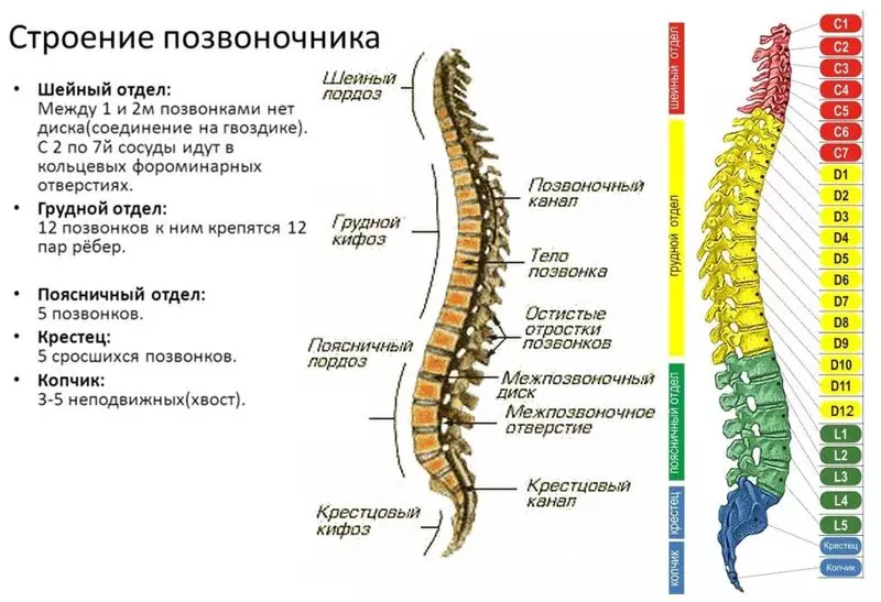 Дијагностика на 'рбетот: болките во грбот ќе укажат на проблеми со органите