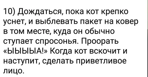 10 ствари које можете учинити са својом мачком