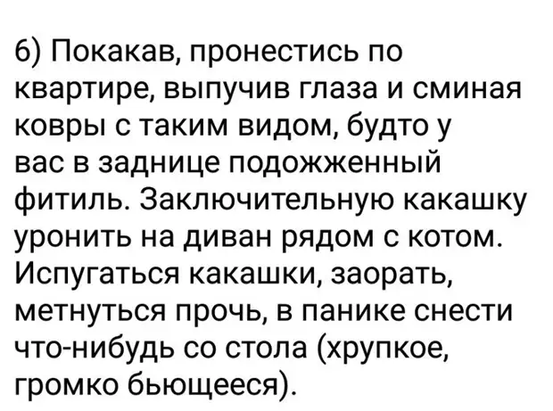 10 ствари које можете учинити са својом мачком