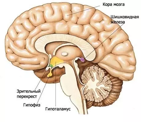 Mahali ilipo Hypothalamus (iliyoangaziwa kwa manjano) katika sehemu ya sagittal ya ubongo.