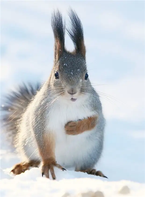 Cuento de invierno ...