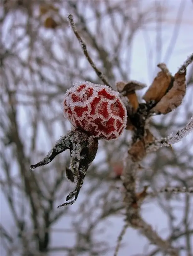 Cuento de invierno ...