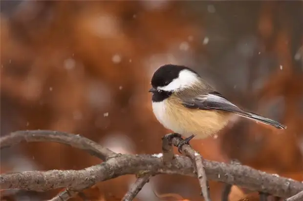 Cuento de invierno ...