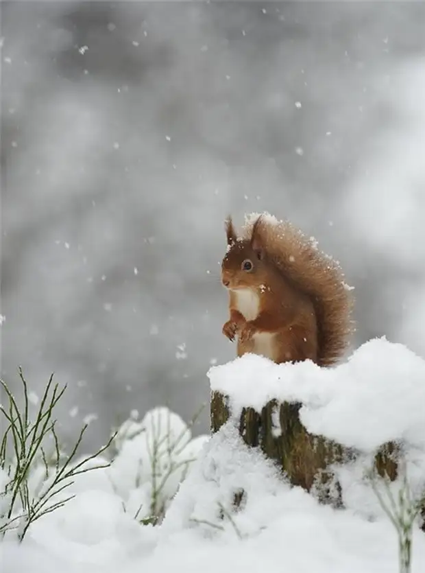 Cuento de invierno ...