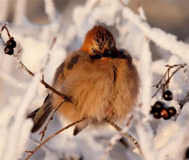 Өвлийн үлгэр...