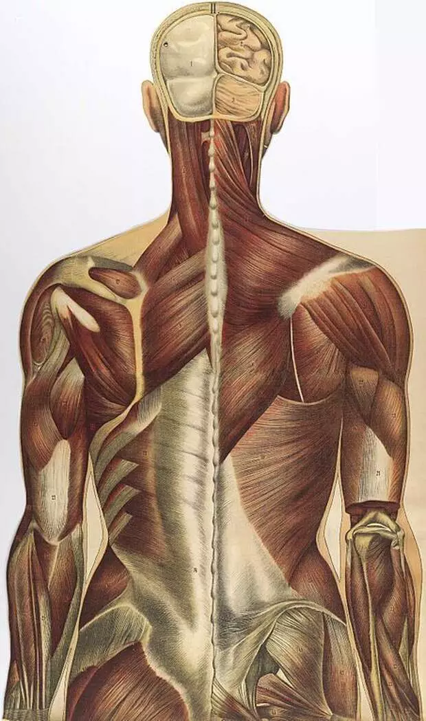 Harjutused kaela-, selja- ja alaselja lihaste spasmide leevendamiseks