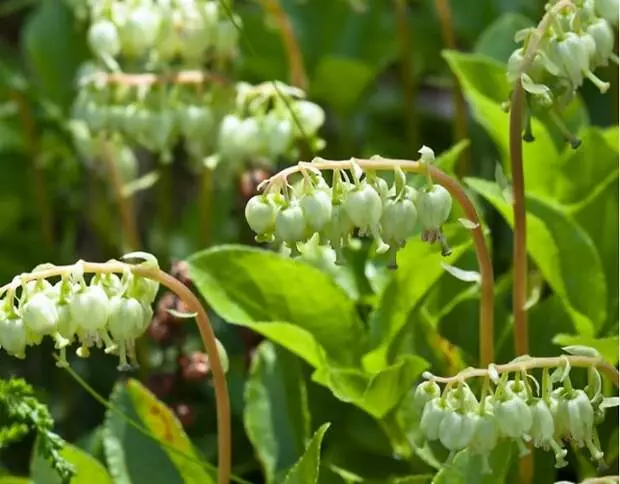 Pettuse "borovaya uterus" kohta