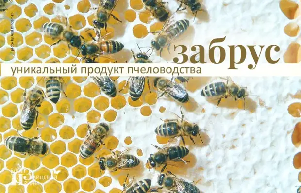 Bee zabrus hilberek bêhempa ye