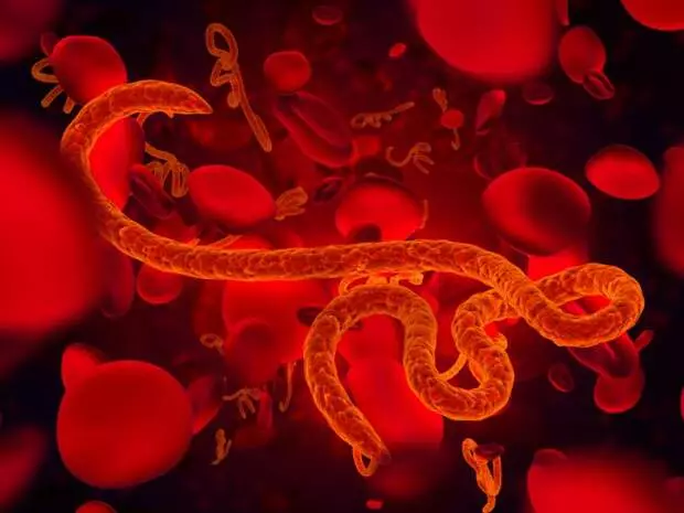 Эбола цусархаг халууралт