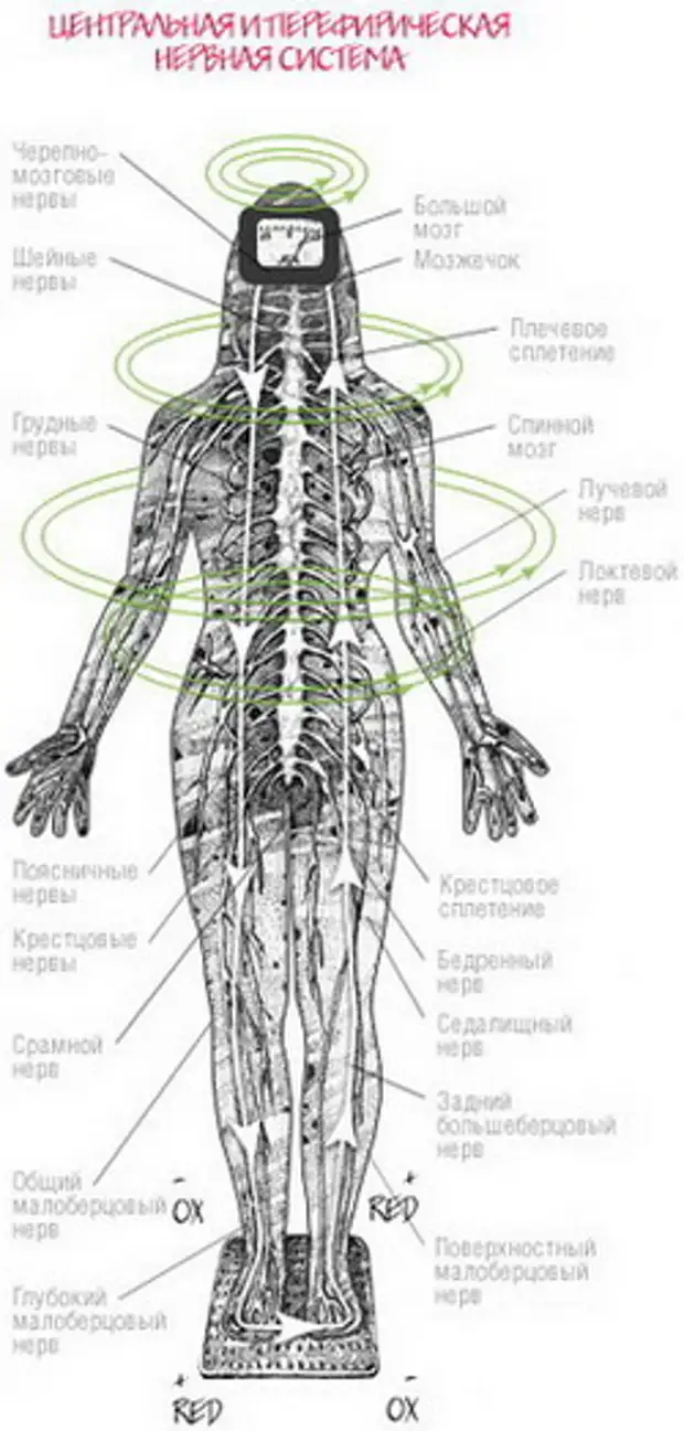 Elektrikli vitaminlər