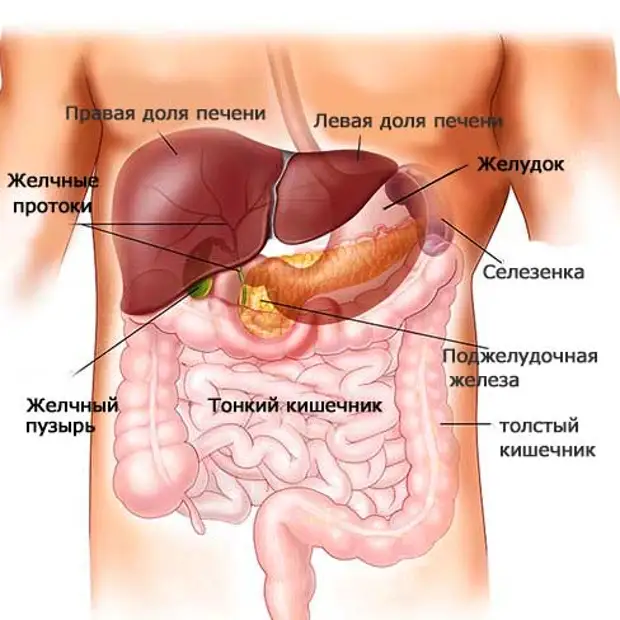 Тамақпен ішіп, сумен жууға болады ма?