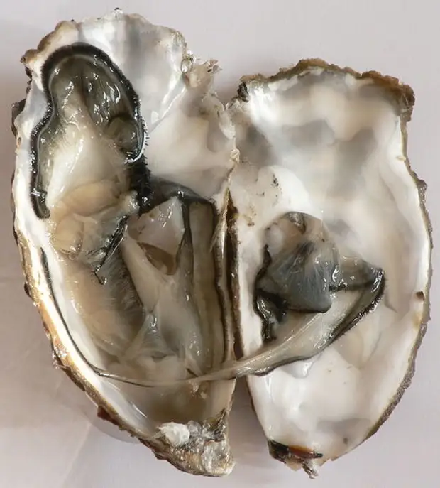 Vibriosis: Kuti Oyster Inouraya Sei Vanhu