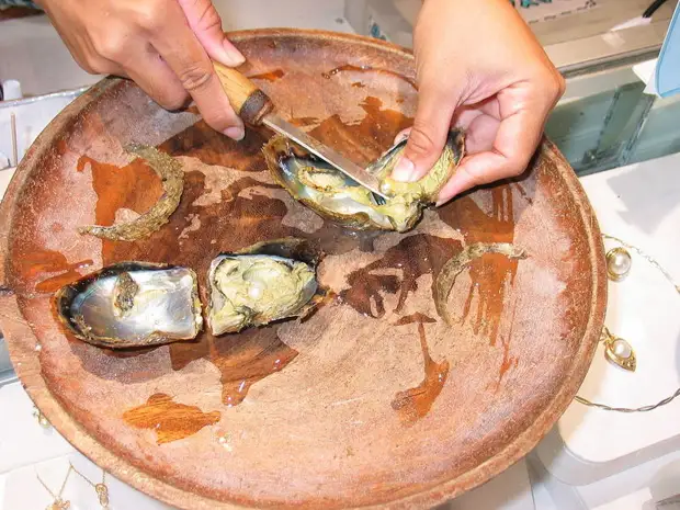 Vibriosis: Kuti Oyster Inouraya Sei Vanhu