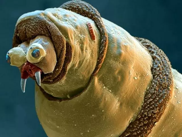 Dung Fly Maggot Head