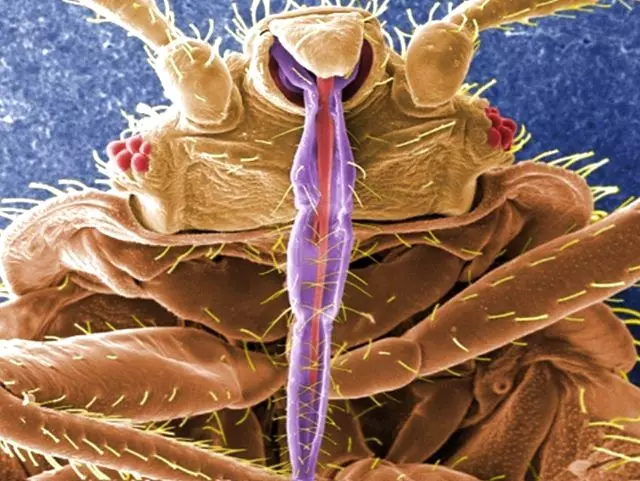 Cimex lectularius - படுக்கைப் பிழை