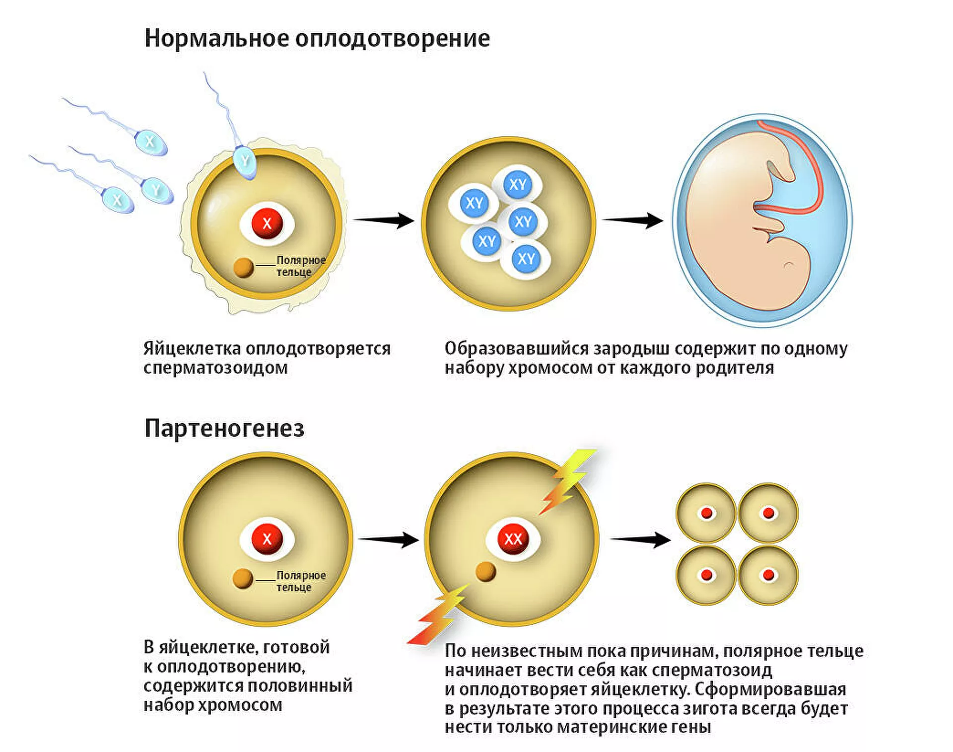 Partenogenesia - RIA Novosti, 1920, 2020/09/24